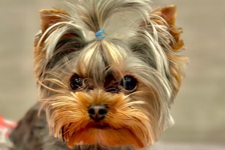 AZ Auto & Home Insurance Agent Lisa RO Ross - State Farm®