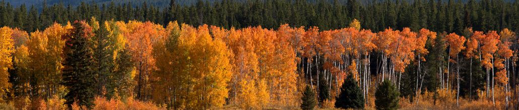 Westbury NY State Farm Insurance Agent James Piscitelli
