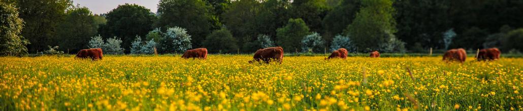 State Farm Insurance Agent Dan Demory in Platte City MO