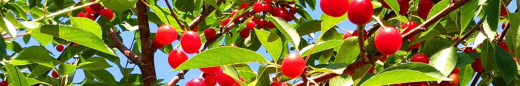 Susan Rauser – Traverse City, MI State Farm® Agent