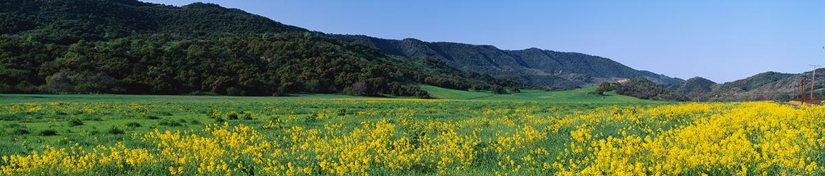 LA Auto & Home Insurance Agent Barry Scott - State Farm®