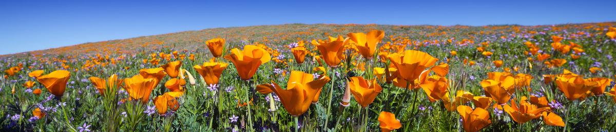 Insurance Agent Steven Barber in Saginaw TX – State Farm®