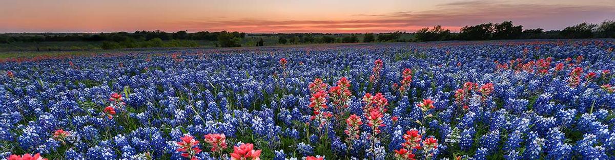 State Farm Insurance Agent Trish Vecchio in Austin TX