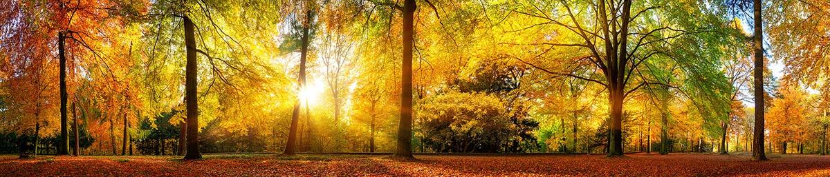 NY Auto & Home Insurance Agent Wayne Emmons - State Farm®