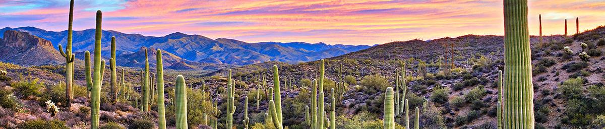 Jared Fink - Goodyear, AZ State Farm Insurance Agent