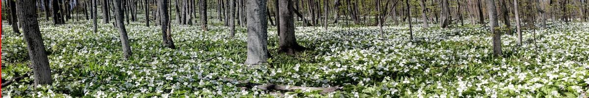 Susan Rauser – Traverse City, MI State Farm® Agent