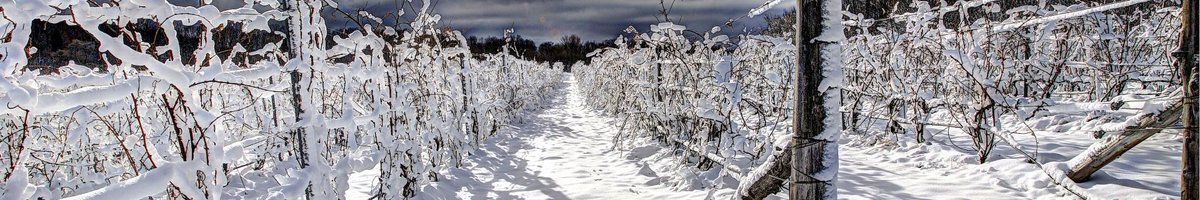 Susan Rauser – Traverse City, MI State Farm® Agent