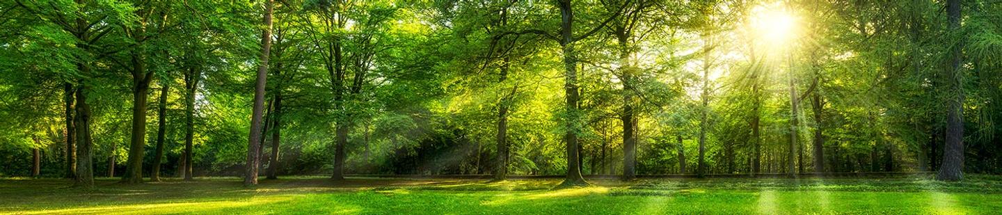 Home, Auto Insurance & More in MI | Al Shattuck – State Farm®