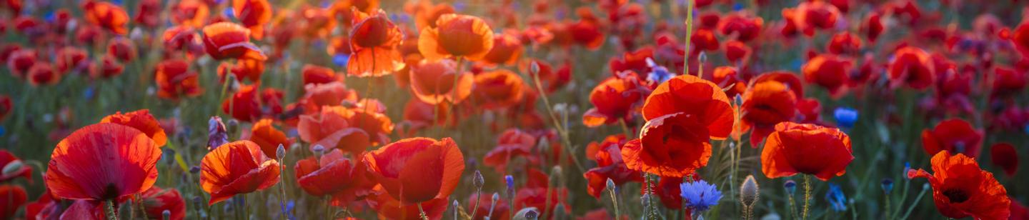 TX Auto & Home Insurance Agent Allison Dickmann - State Farm®