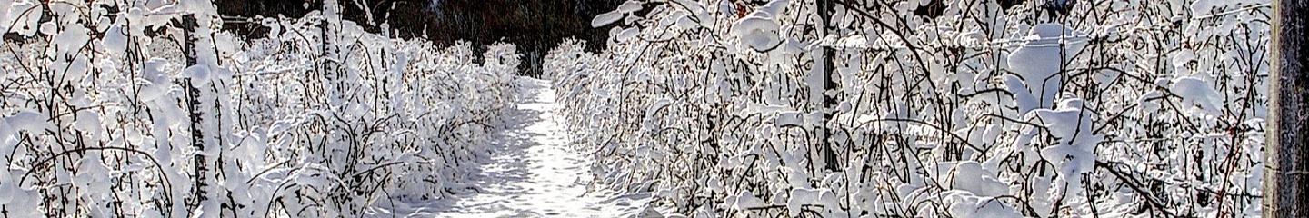 Susan Rauser – Traverse City, MI State Farm® Agent