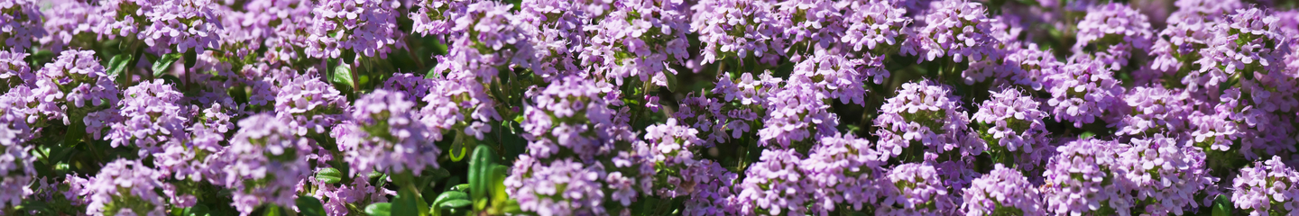 GA Auto & Home Insurance Agent Matt Frye - State Farm®