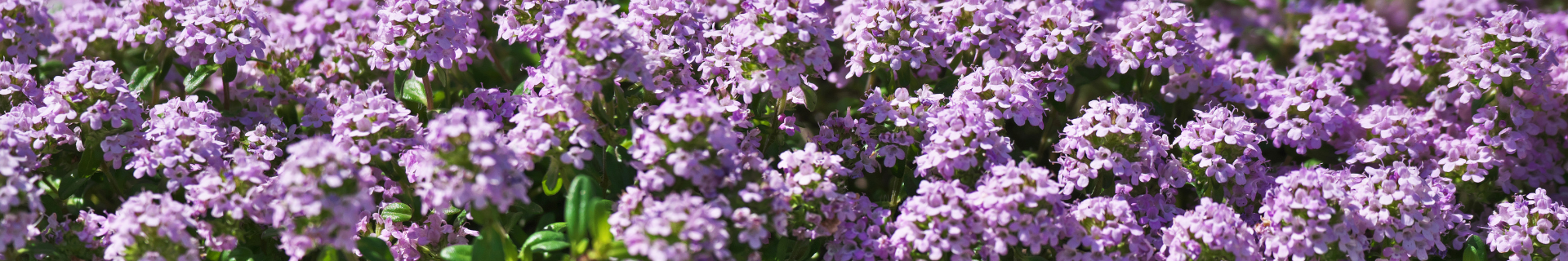 GA Auto & Home Insurance Agent Matt Frye - State Farm®