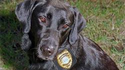 Insurance Agent Chad Cruse in Moline IL – State Farm®