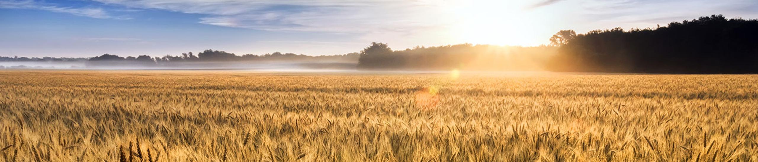 Home, Auto Insurance & More in KS | David Kemp – State Farm®