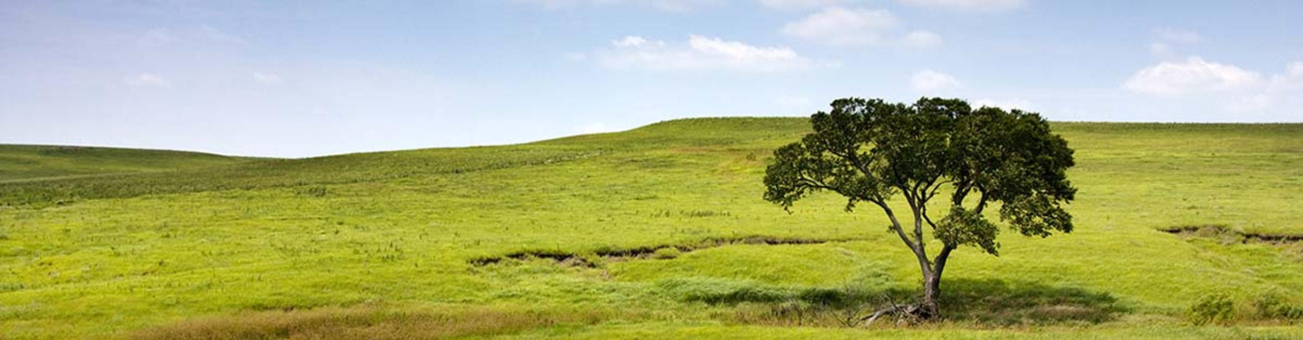 Home, Auto Insurance & More- KS/MO | Ron Culp – State Farm®