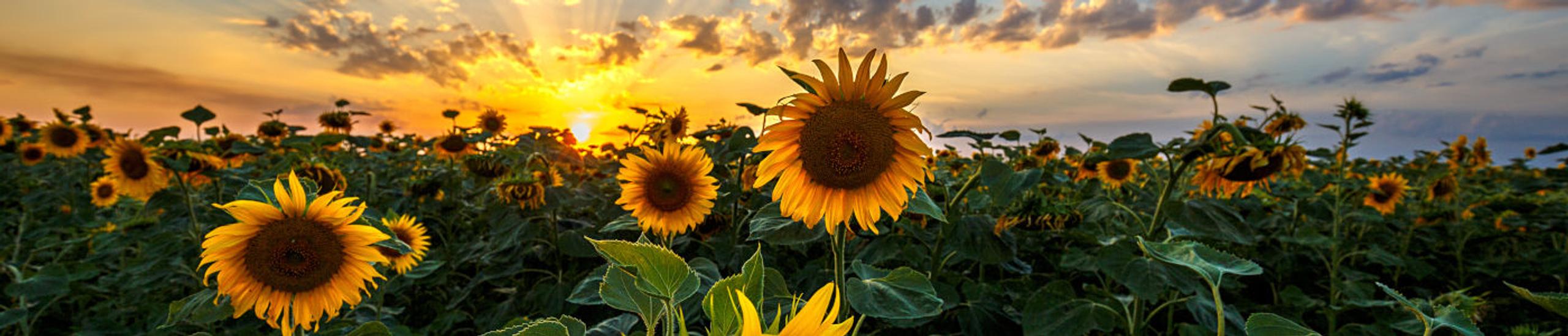 VA, MD, NC & DC Insurance Agent Sharon Eddy State Farm®