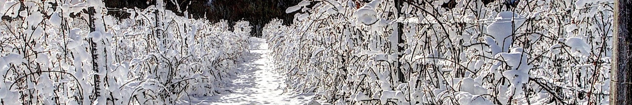 Susan Rauser – Traverse City, MI State Farm® Agent