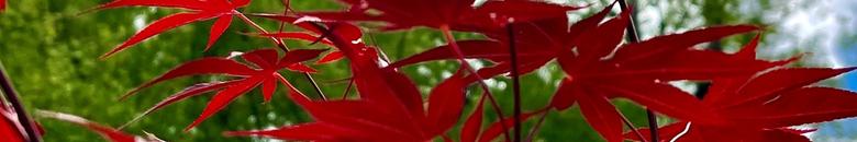 State Farm Insurance Agent Laura Geddie in Ringgold GA